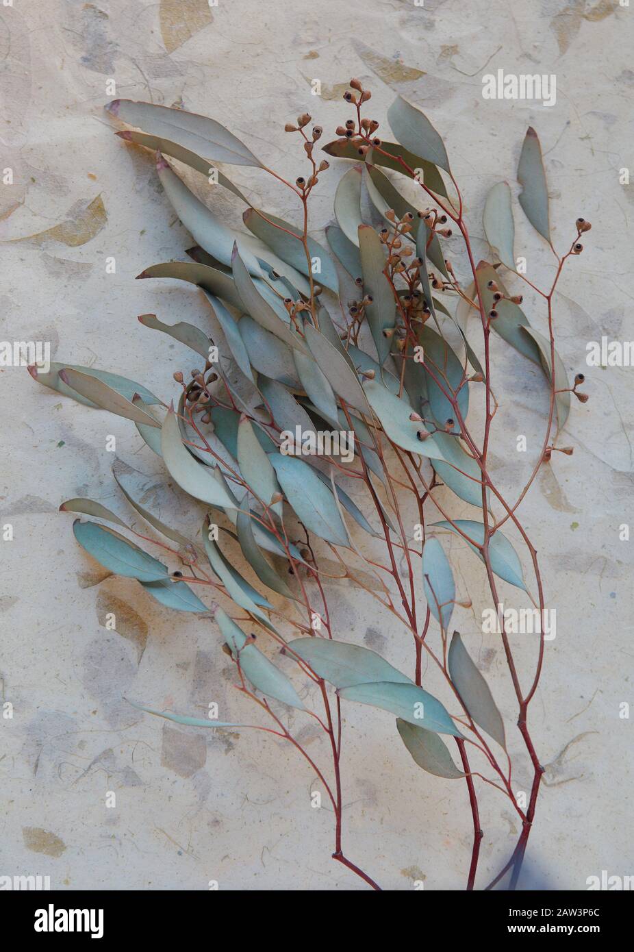 Pale green leaves with seedpods on art paper with embedded plant parts ...