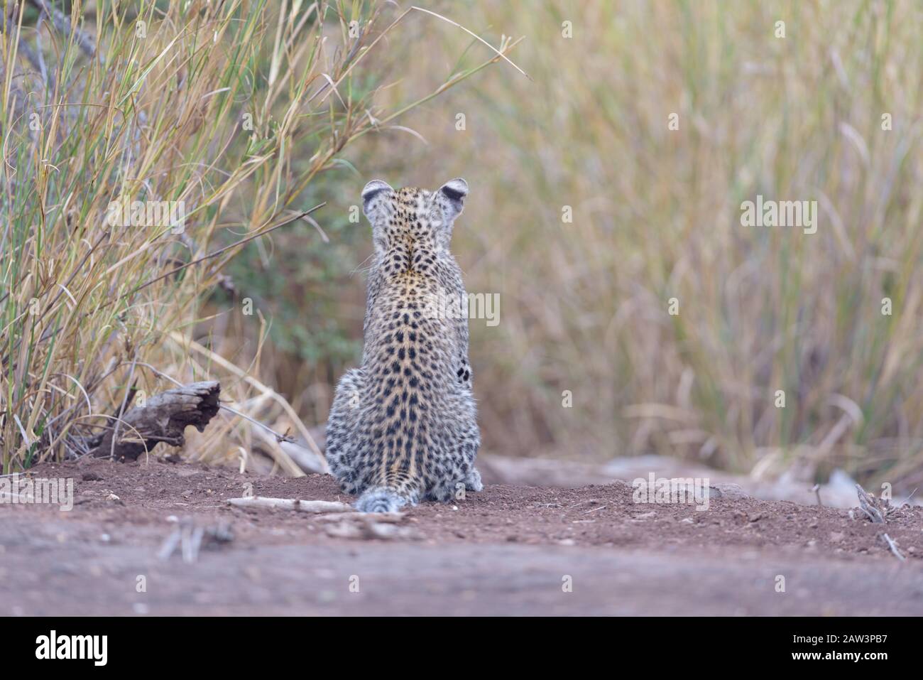 Leopard cub, baby leopard portrait in the wilderness Stock Photo - Alamy