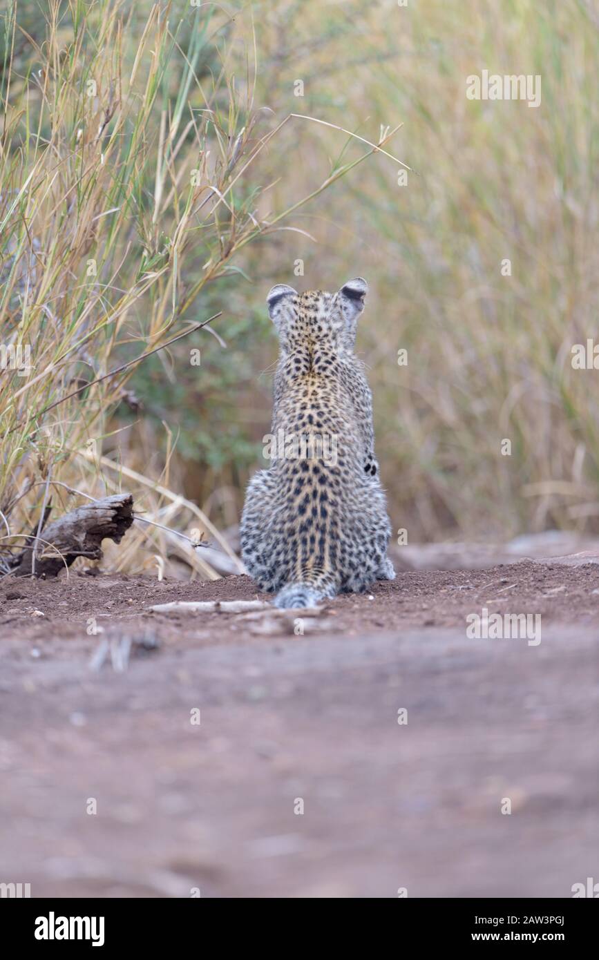 Leopard cub, baby leopard portrait in the wilderness Stock Photo - Alamy