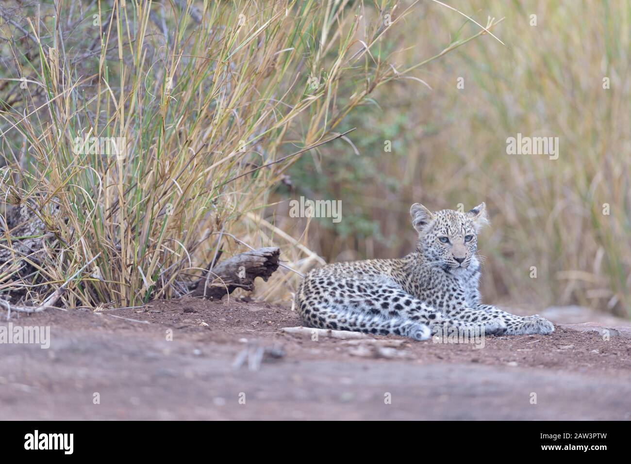 Snow leopard cub face hi-res stock photography and images - Alamy
