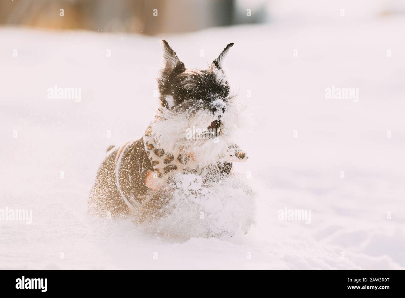 Miniature Schnauzer Dog Or Zwergschnauzer Sitting In Outfit Playing ...