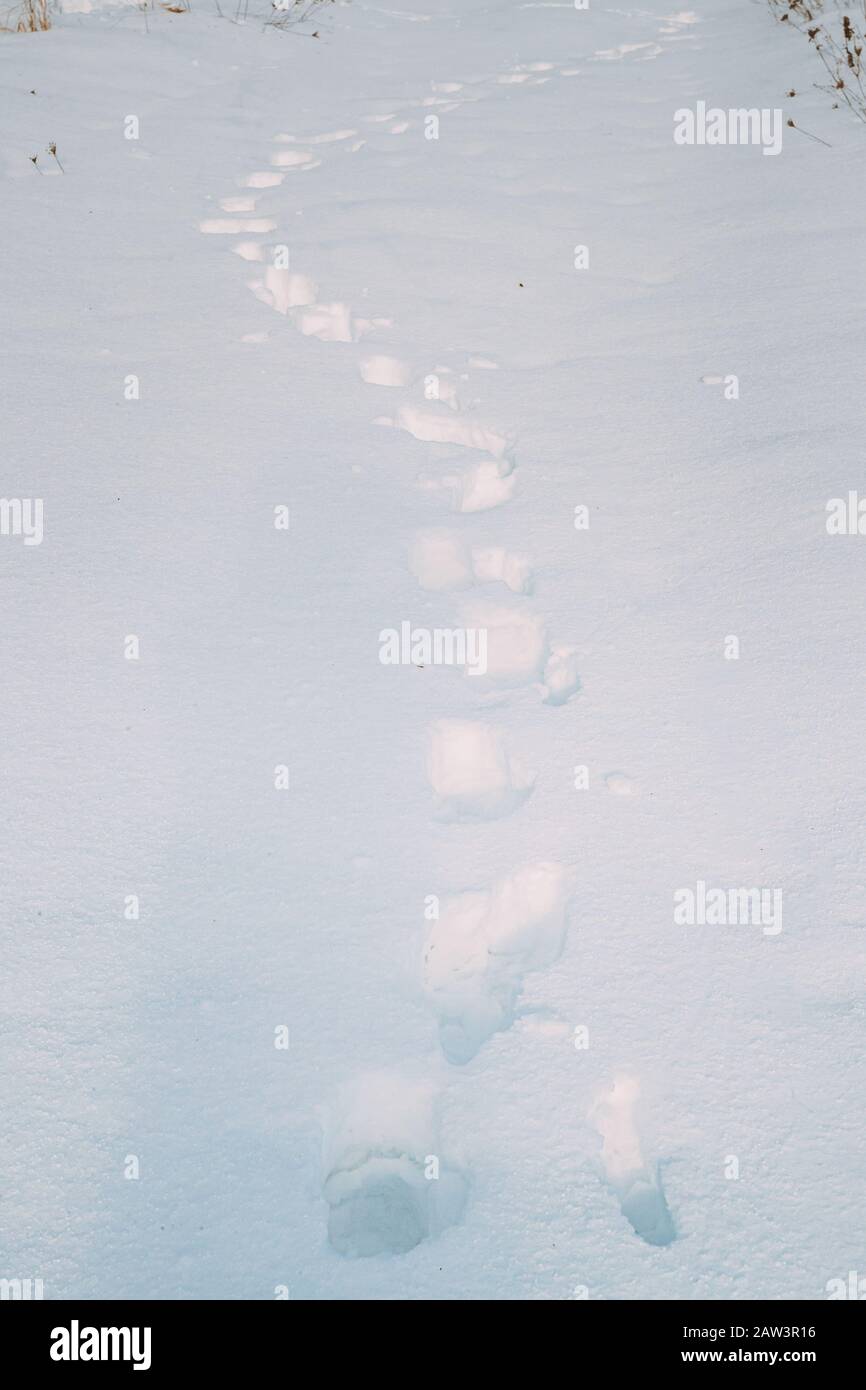 Human Footsteps footprints in deep snow In sunny winter day Stock Photo ...