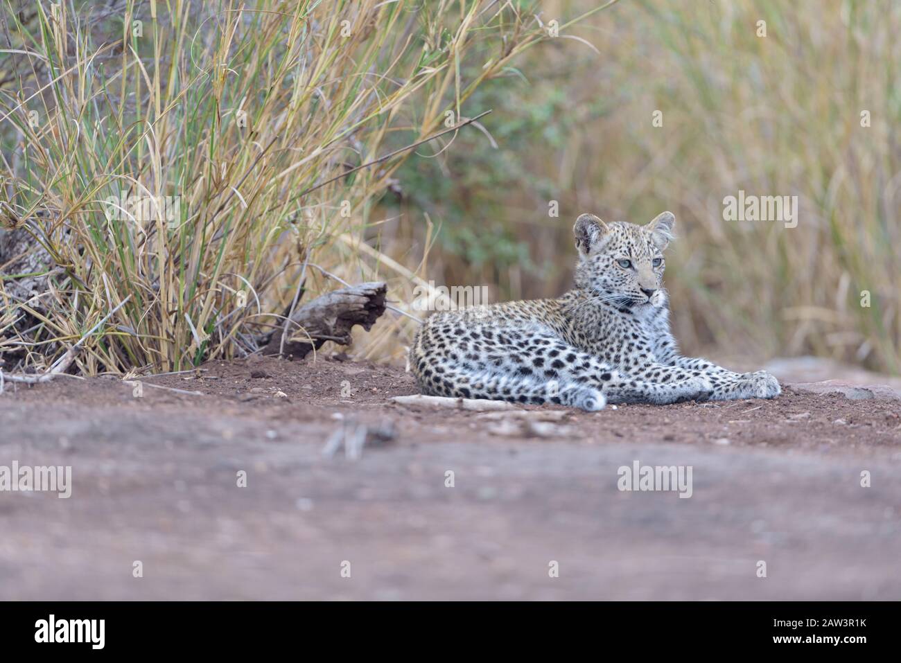 Leopard cub, baby leopard portrait in the wilderness Stock Photo - Alamy
