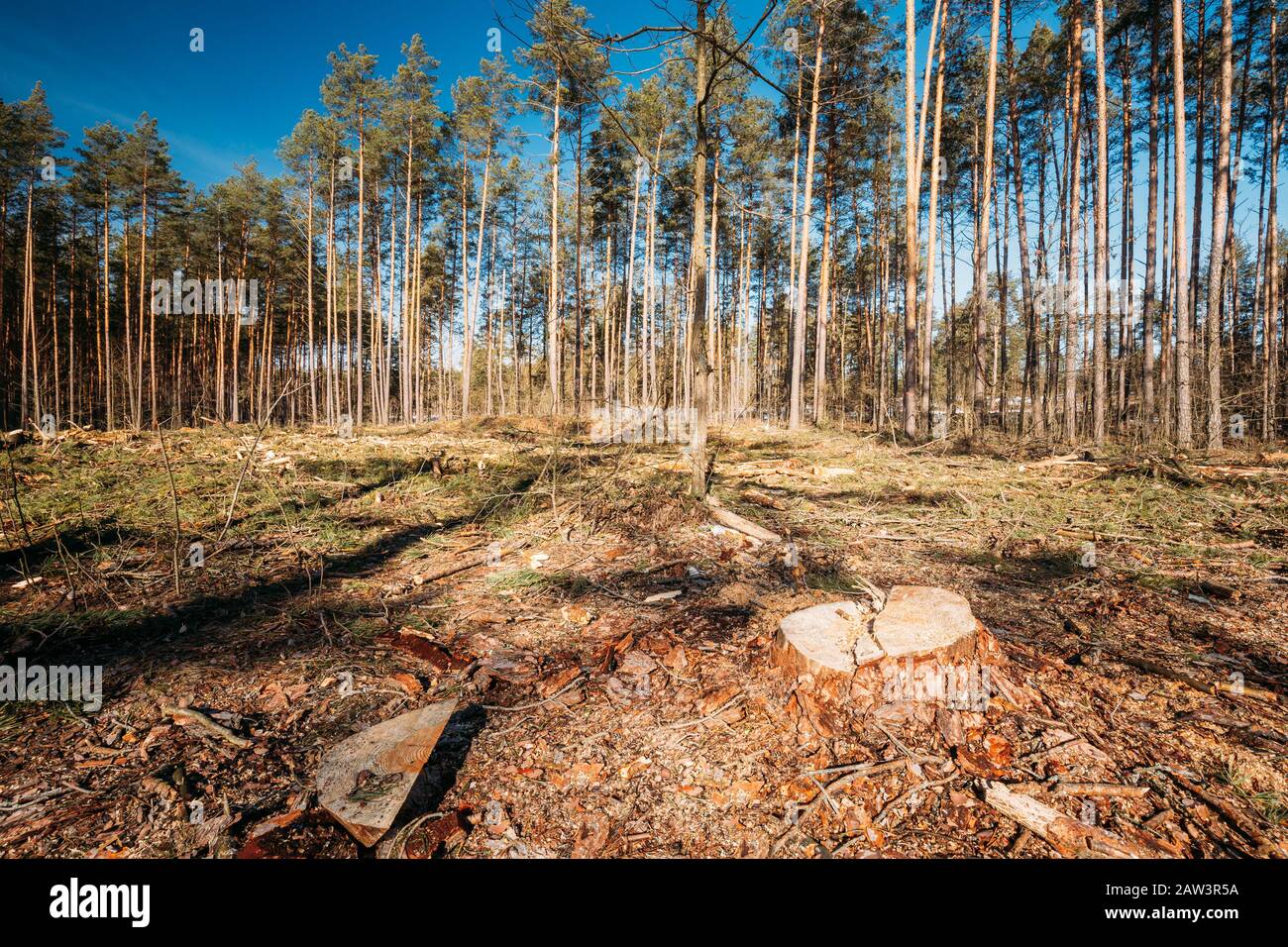 Fallen Tree Trunks And Stumps In Deforestation Area. Pine Forest ...