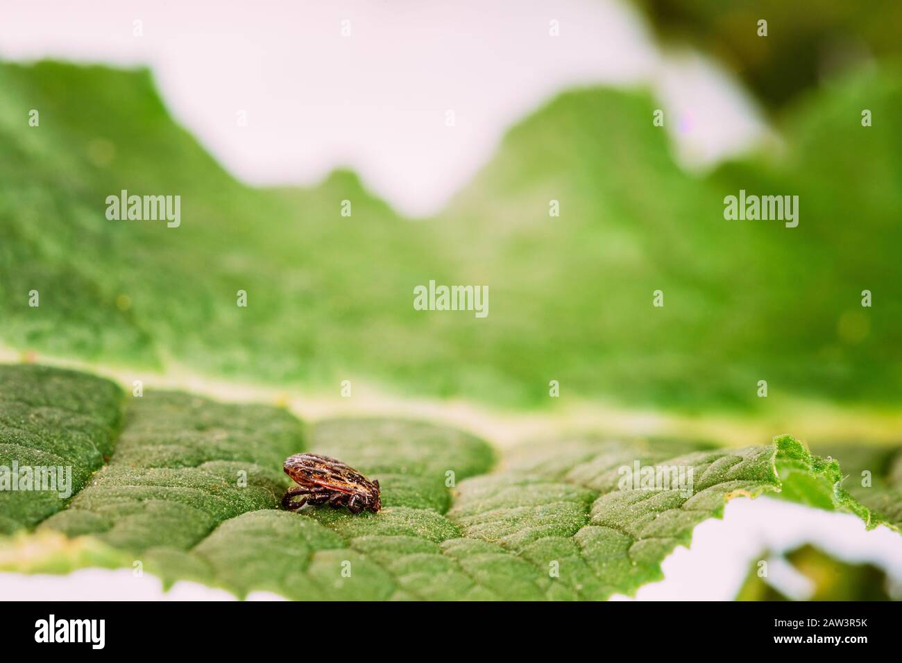 Dermacentor Reticulatus On Green Leaf. Also Known As The Ornate Cow ...