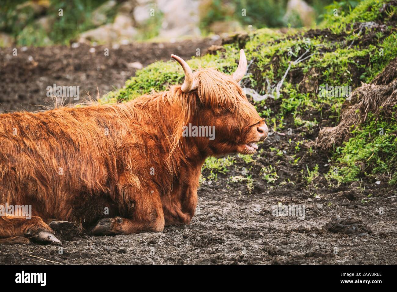 Black Highland Cattle High Resolution Stock Photography and Images - Alamy