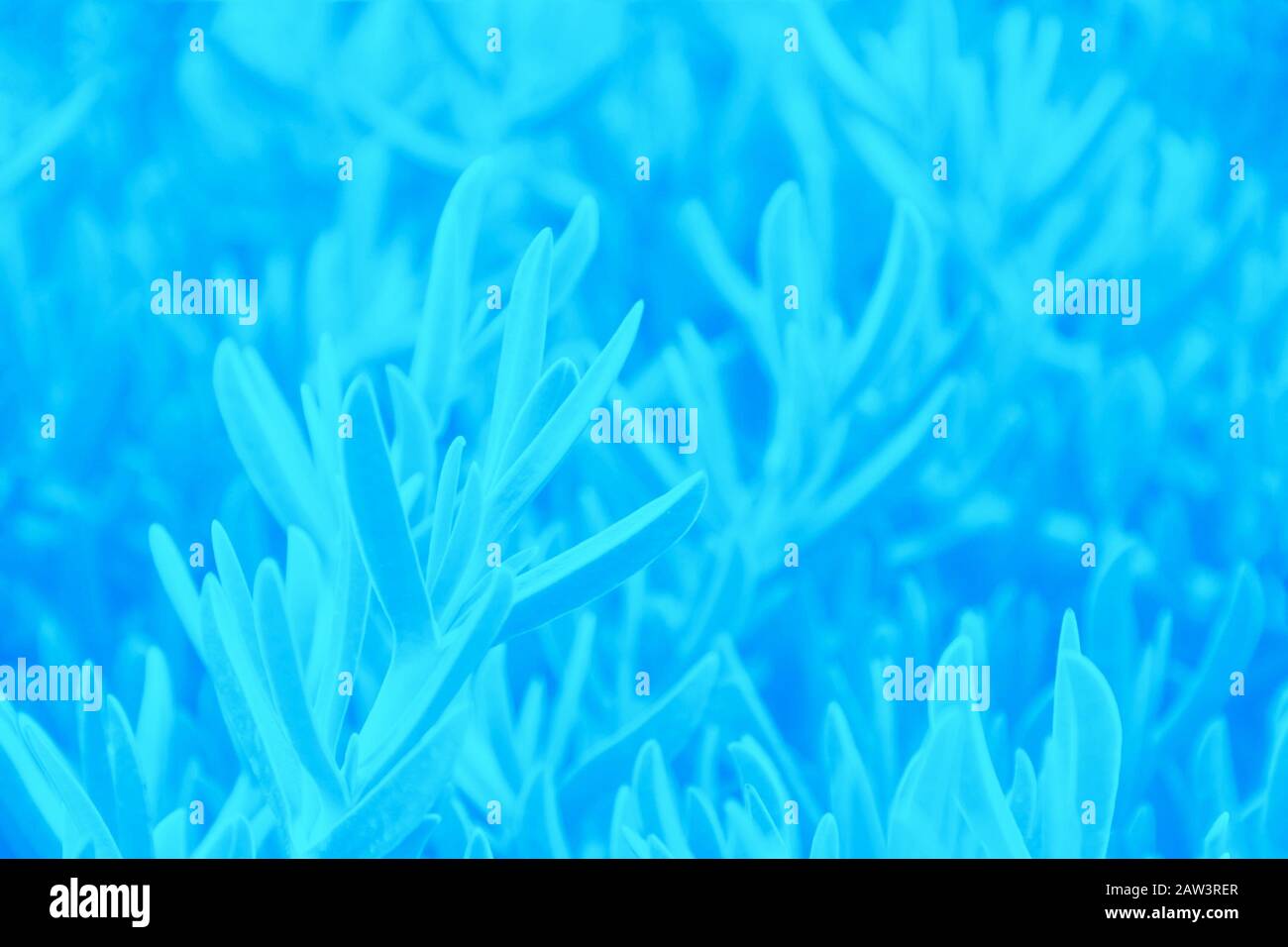 Blue turquoise aquamarine color gradient background with succulent ...