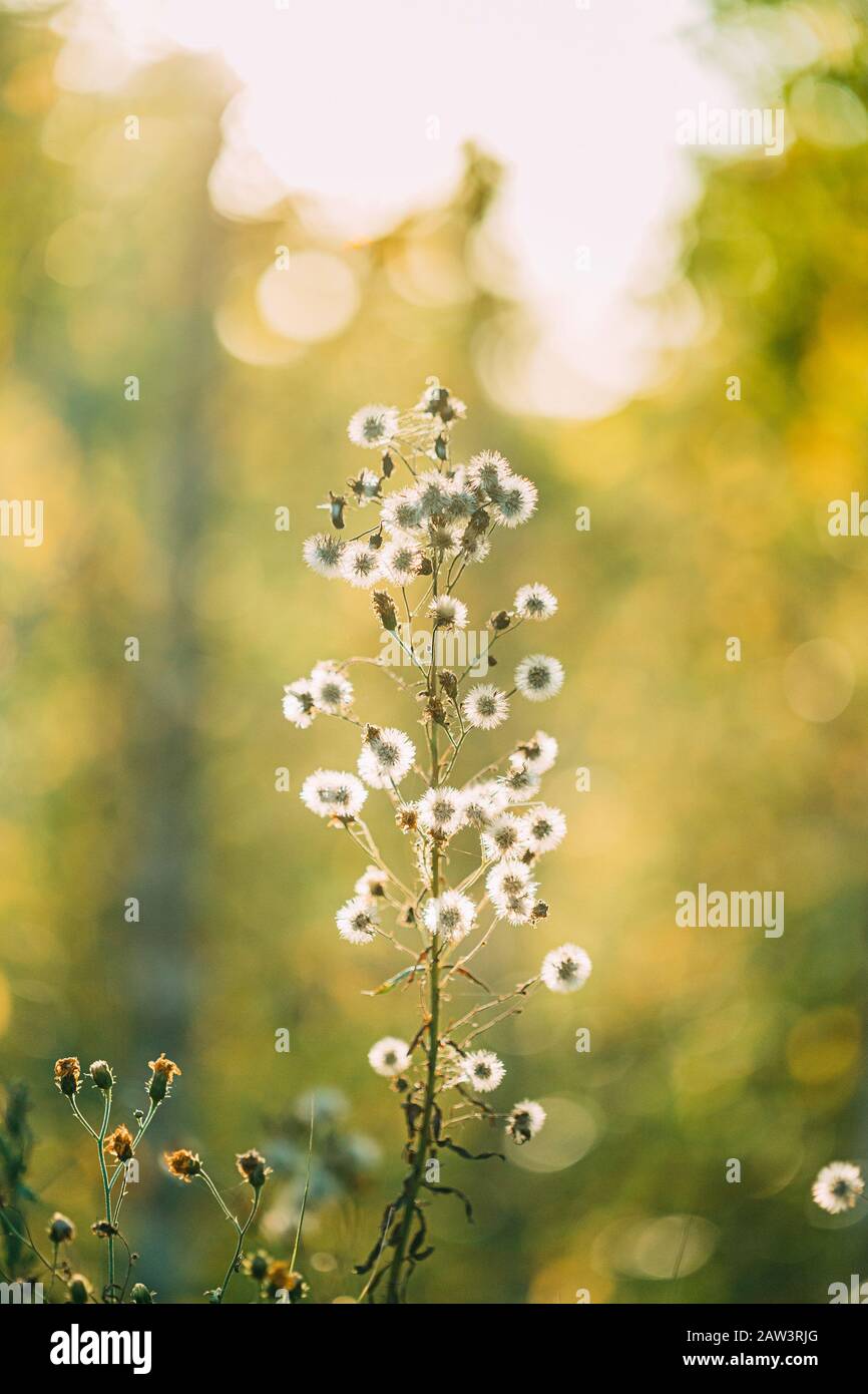 Dry Flowers Of Conyza Sumatrensis. Guernsey Fleabane, Fleabane, Tall ...