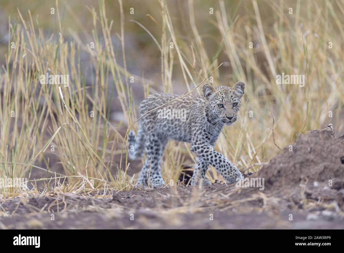 Cute snow leopard hi-res stock photography and images - Alamy