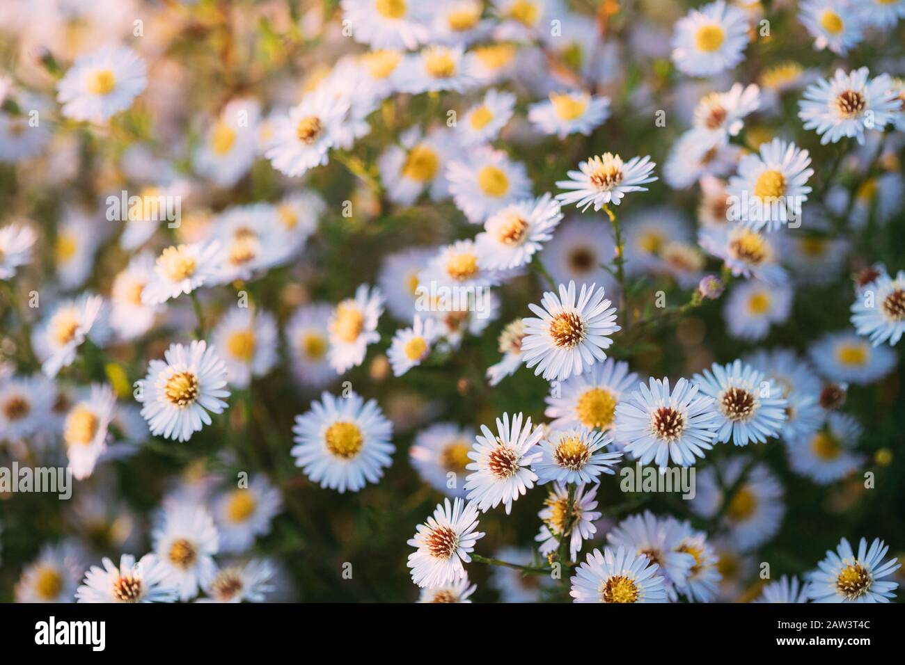 Blooming Aster Perennial Flowering Plants In The Family Asteraceae ...