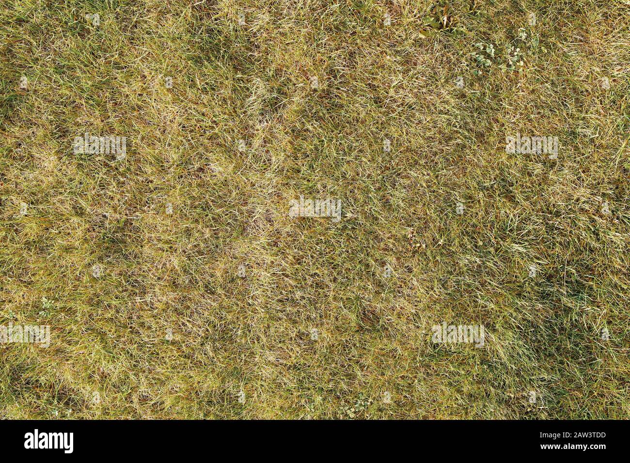 Grass texture. High detailed texture Stock Photo - Alamy