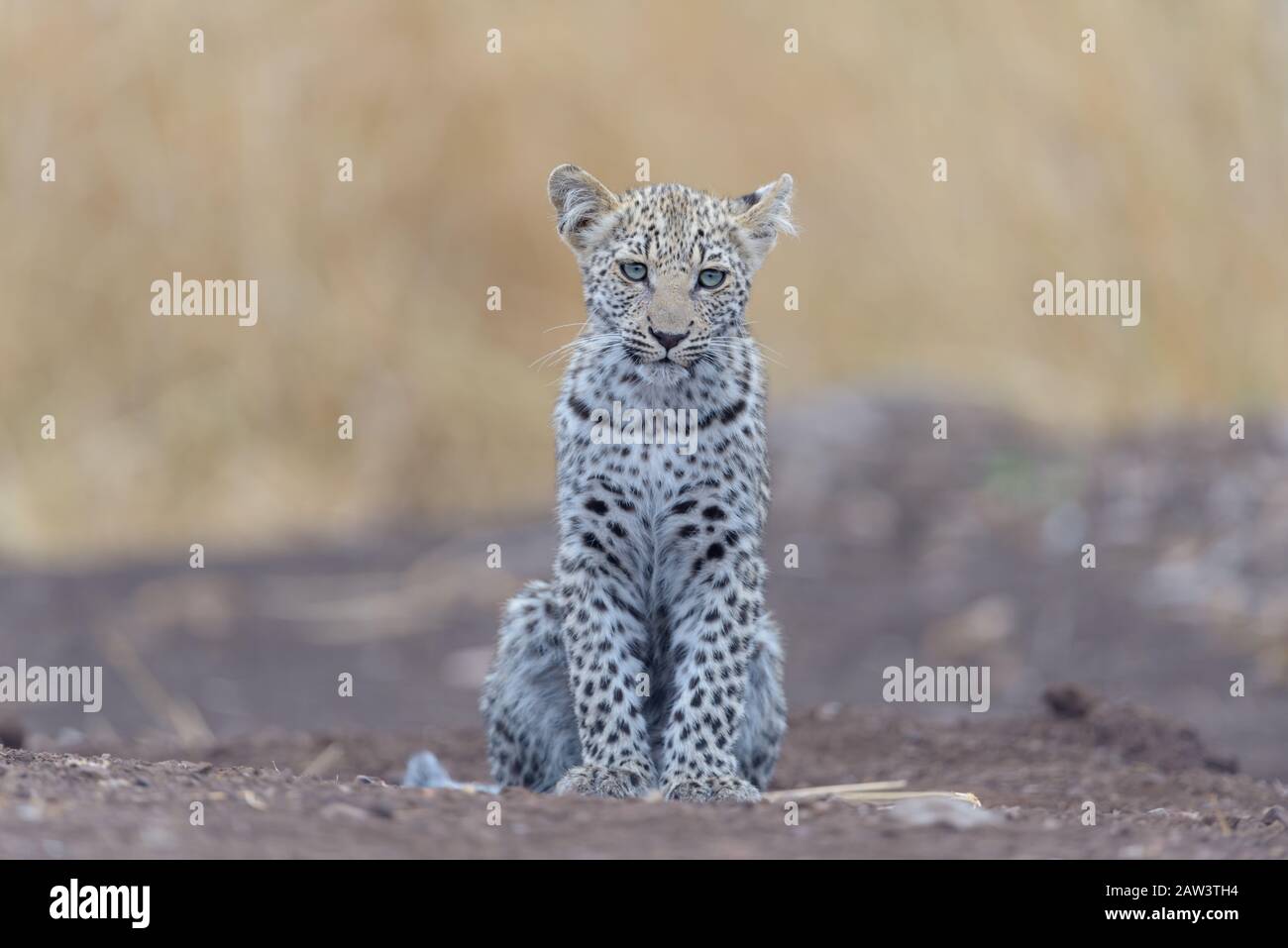 Baby leopard hi-res stock photography and images - Alamy