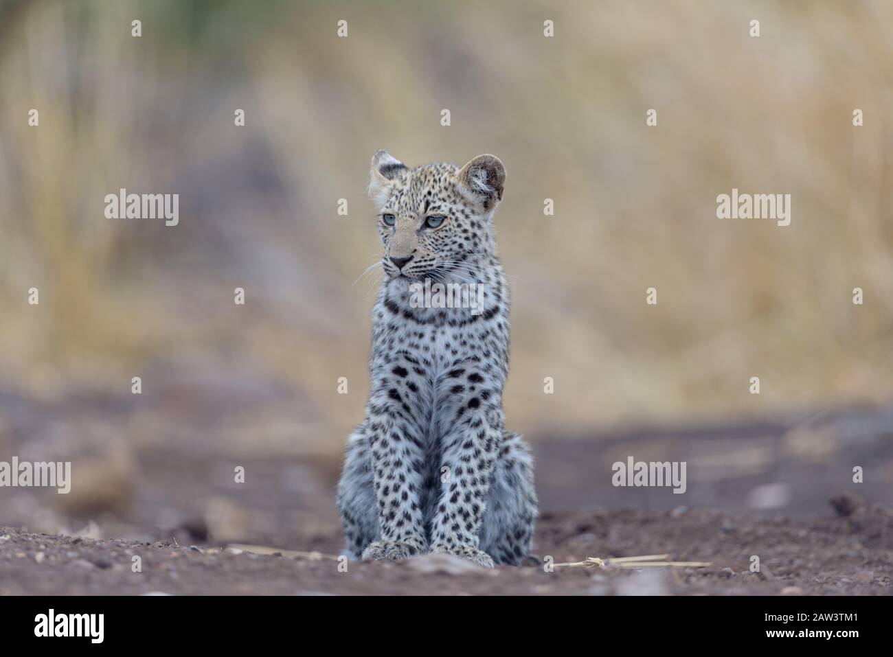 Baby snow leopard hi-res stock photography and images - Alamy