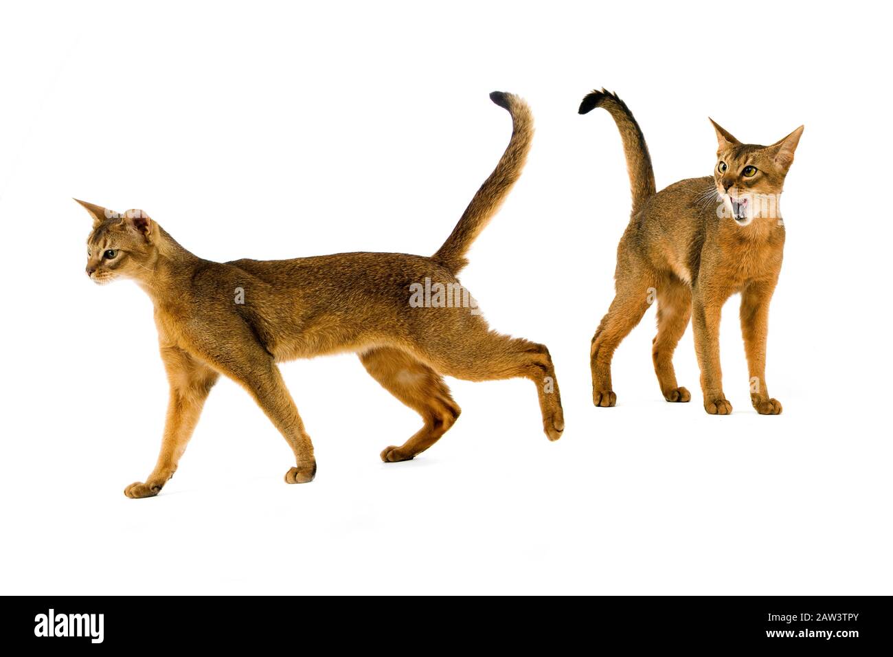 Abyssinian Domestic Cat, Adults standing against White Background Stock ...