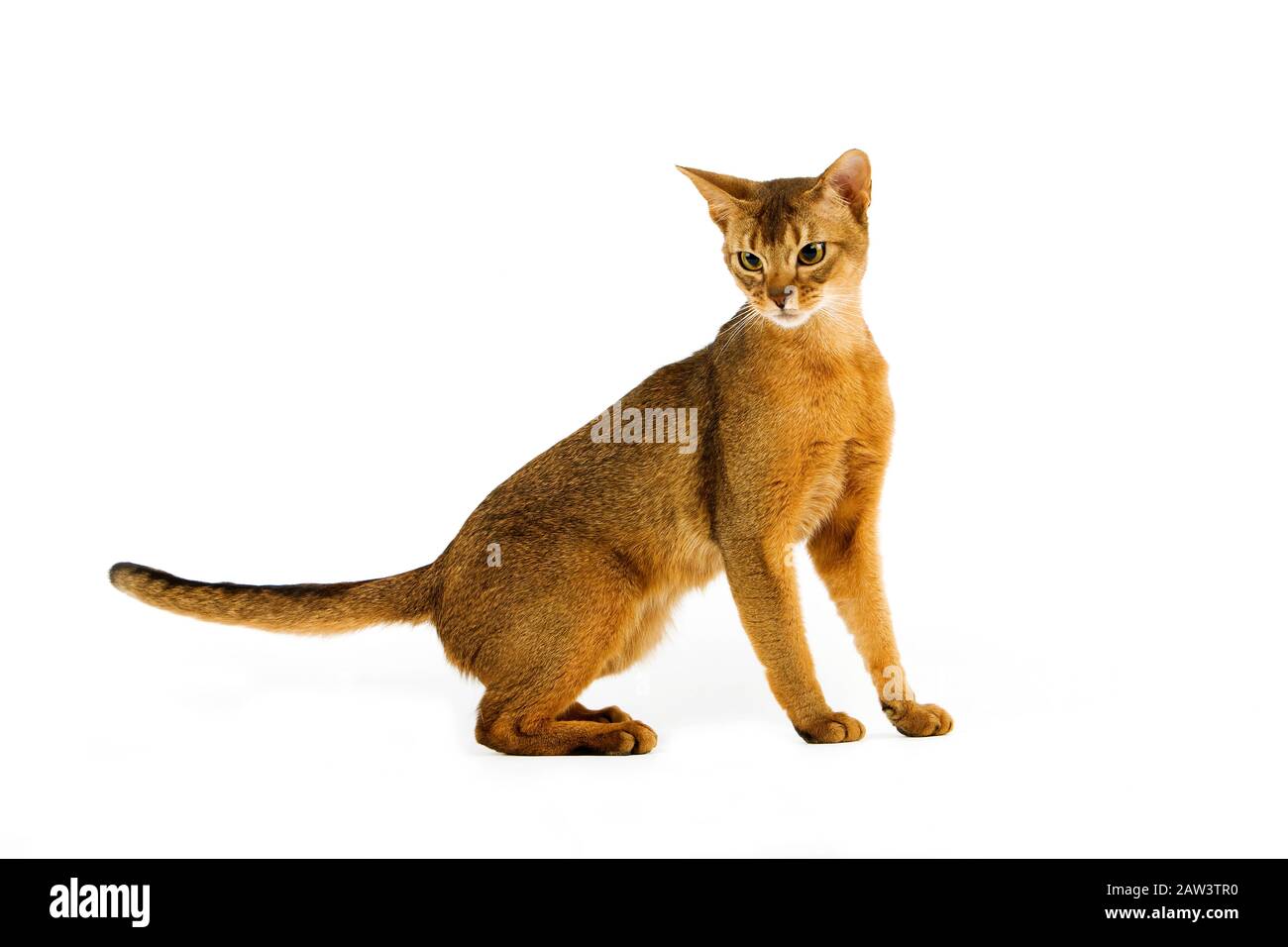 Abyssinian Domestic Cat, Adult standing against White Background Stock ...