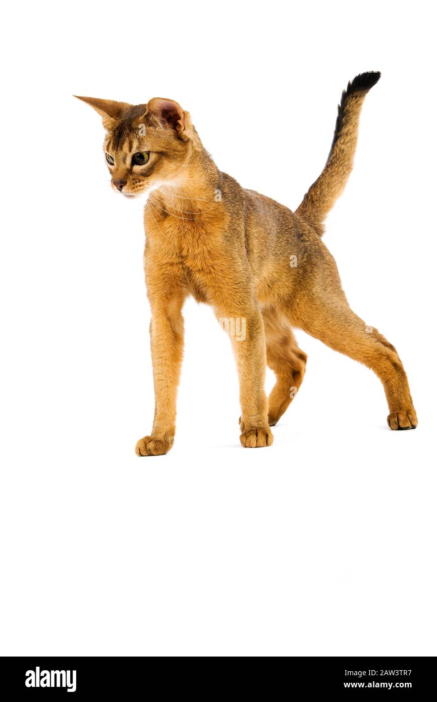 Abyssinian cat standing Cut Out Stock Images & Pictures - Alamy
