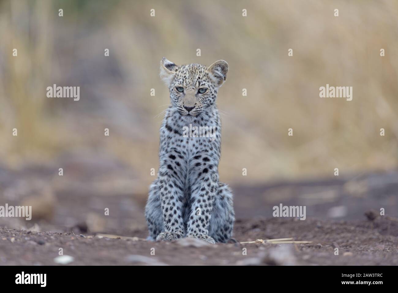 Snow leopard cub face hi-res stock photography and images - Alamy
