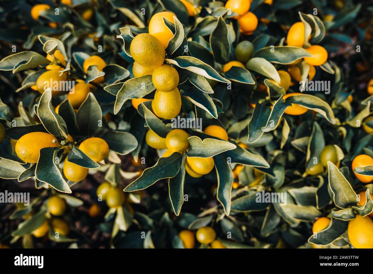 Fruits of a Fortunella orange tree, citrus sinensis, ripened in the sun ...