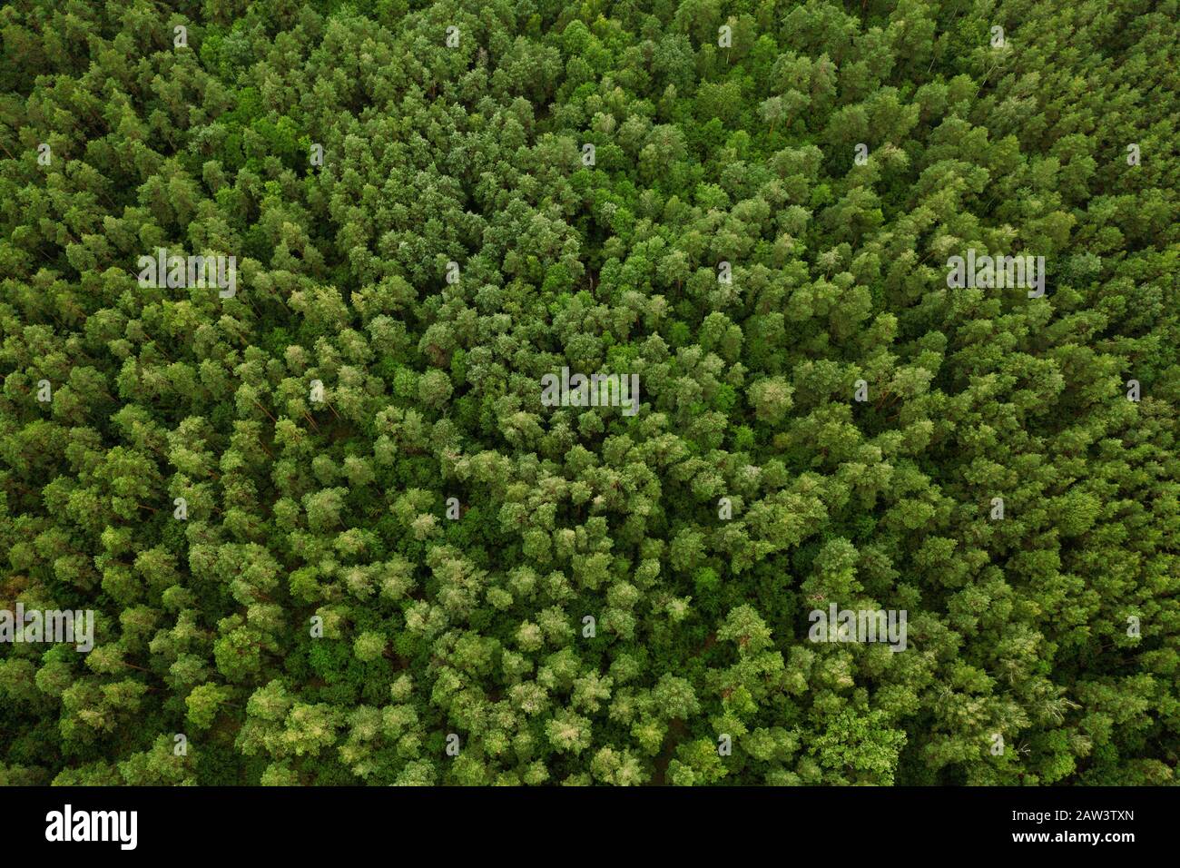Aerial View Of Green Forest Landscape. Top View From High Attitude In ...