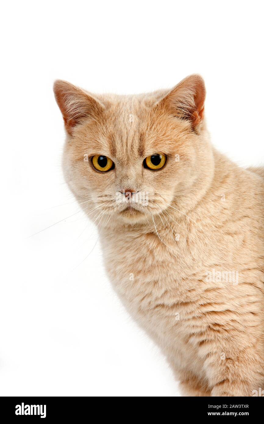 Cream British Shorthair Domestic Cat, Portrait of Female against White ...