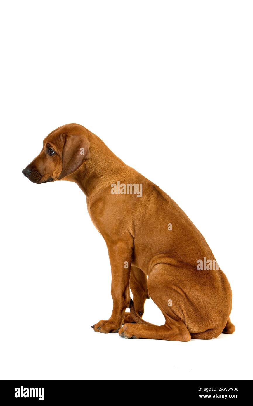 3 months old pup Cut Out Stock Images & Pictures - Alamy