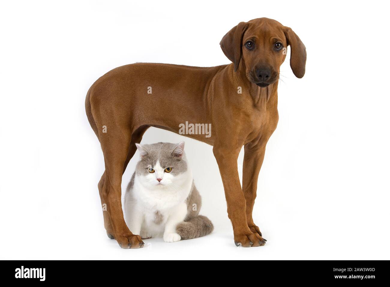 3 months old pup Cut Out Stock Images & Pictures - Alamy