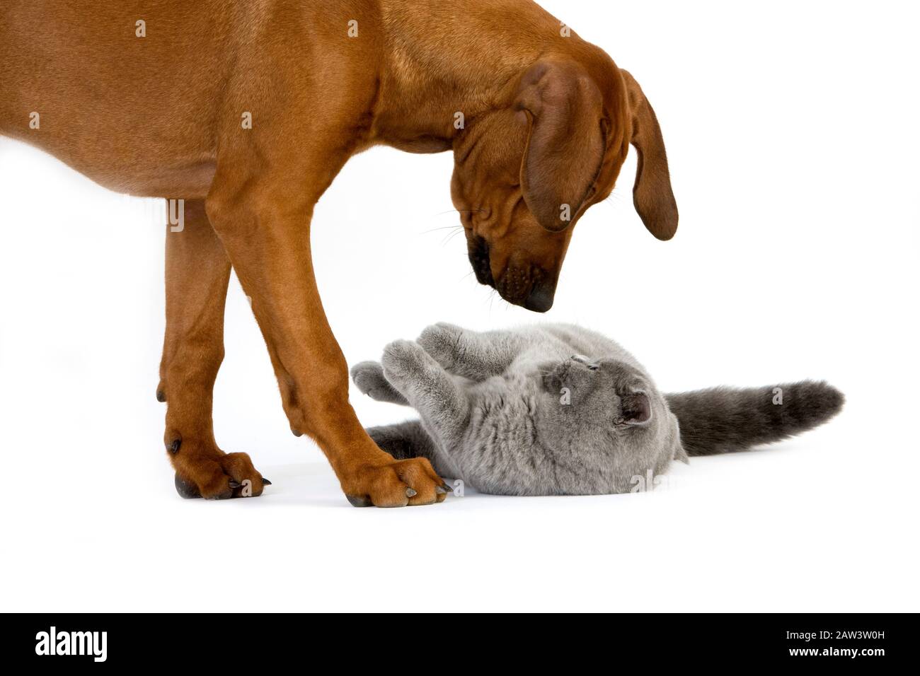 Lilac British Shorthair Male Domestic Cat and Rhodesian Ridgeback, 3 ...