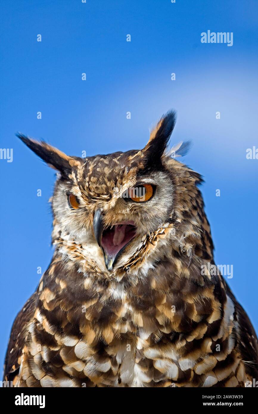 Cape Eagle Owl Bubo Capensis High Resolution Stock Photography and ...
