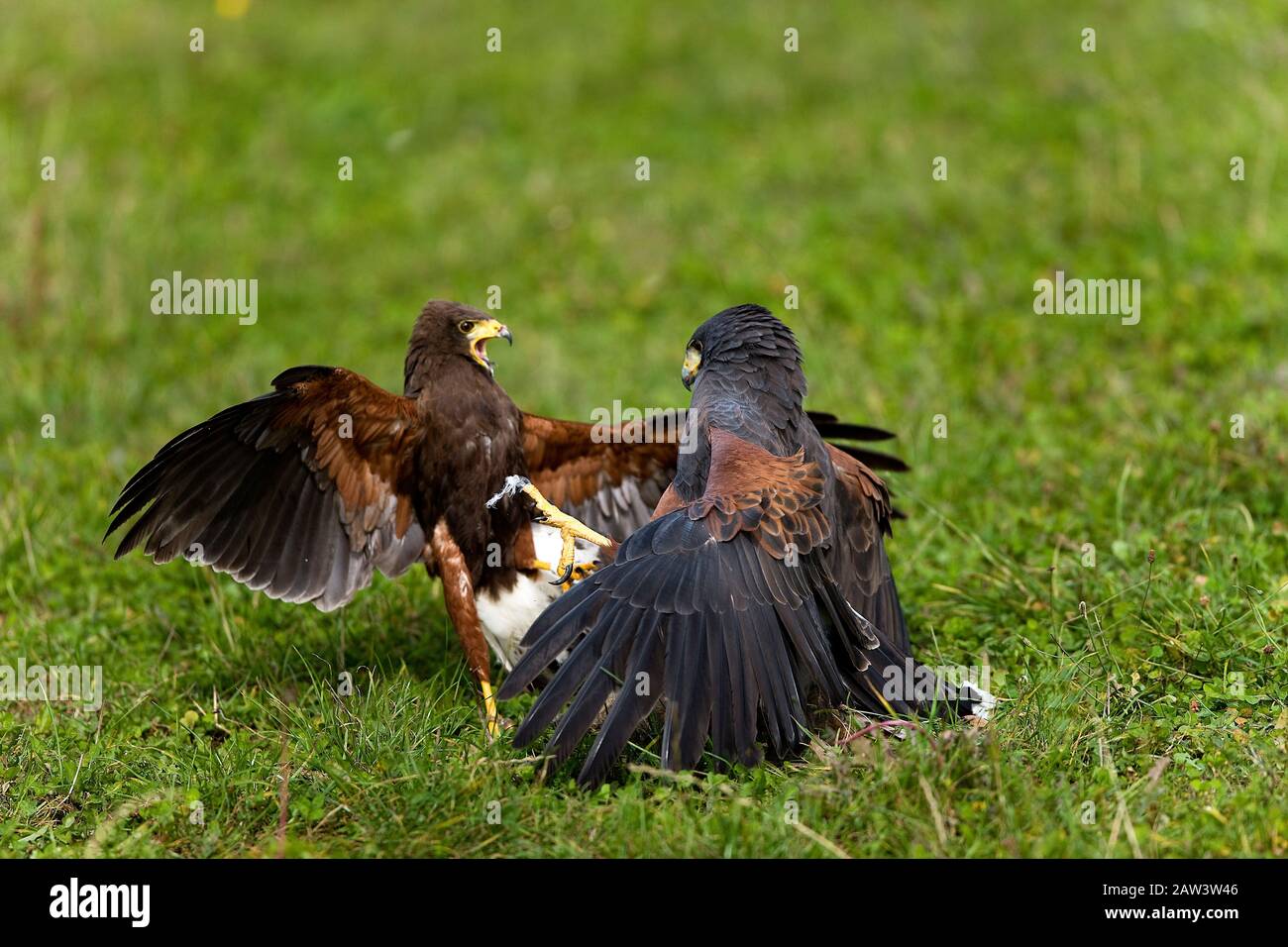 Harris Hawk, parabuteo unicinctus, Adults fighting Stock Photo - Alamy