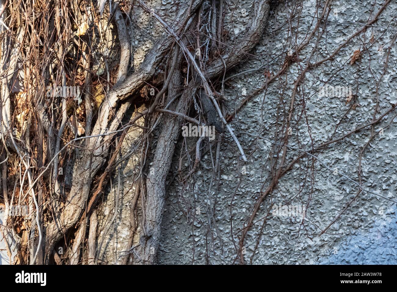 Thick tree roots growing on building wall Stock Photo - Alamy