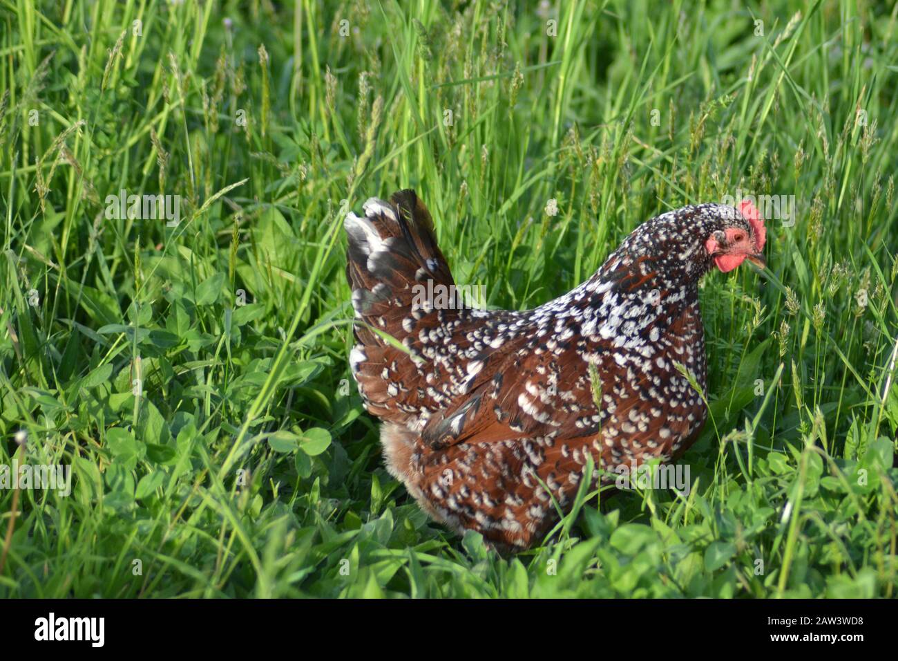 Speckled hen hi-res stock photography and images - Alamy