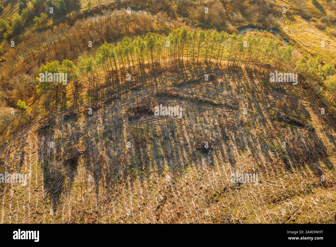Aerial View Green Forest In Deforestation Area Landscape. Top View Of ...
