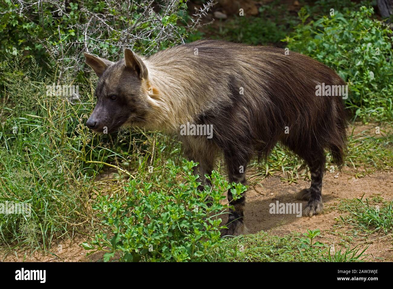 Brown hyena parahyaena brunnea hi-res stock photography and images - Alamy