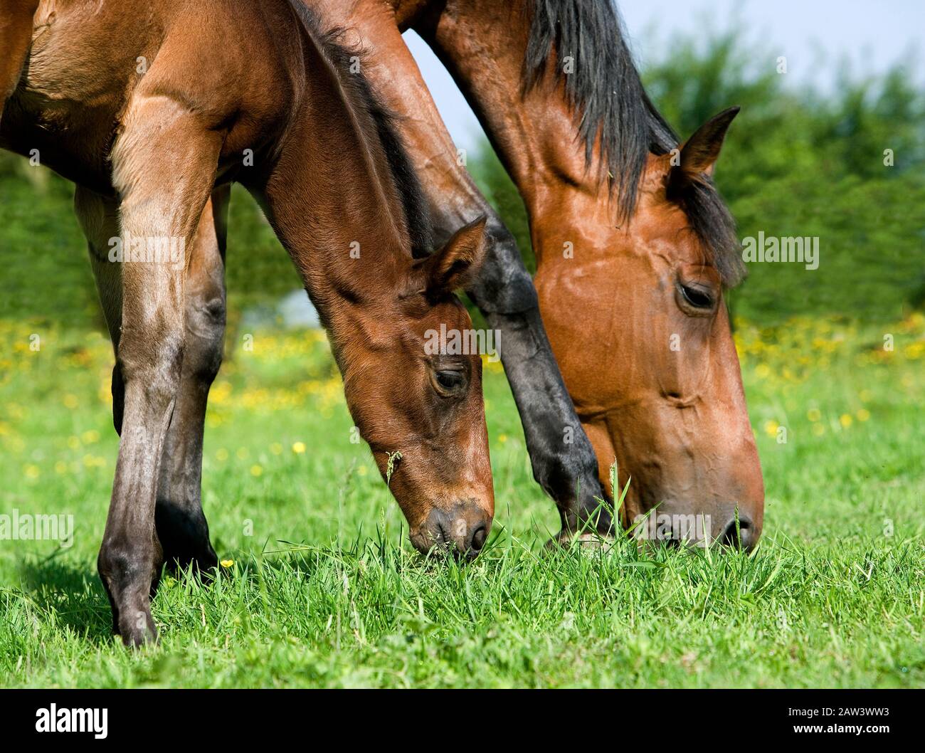 Foal eating hi-res stock photography and images - Alamy