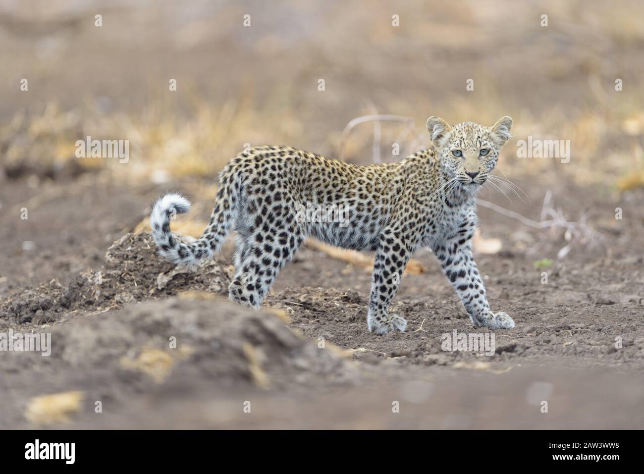 Baby snow leopard hi-res stock photography and images - Alamy