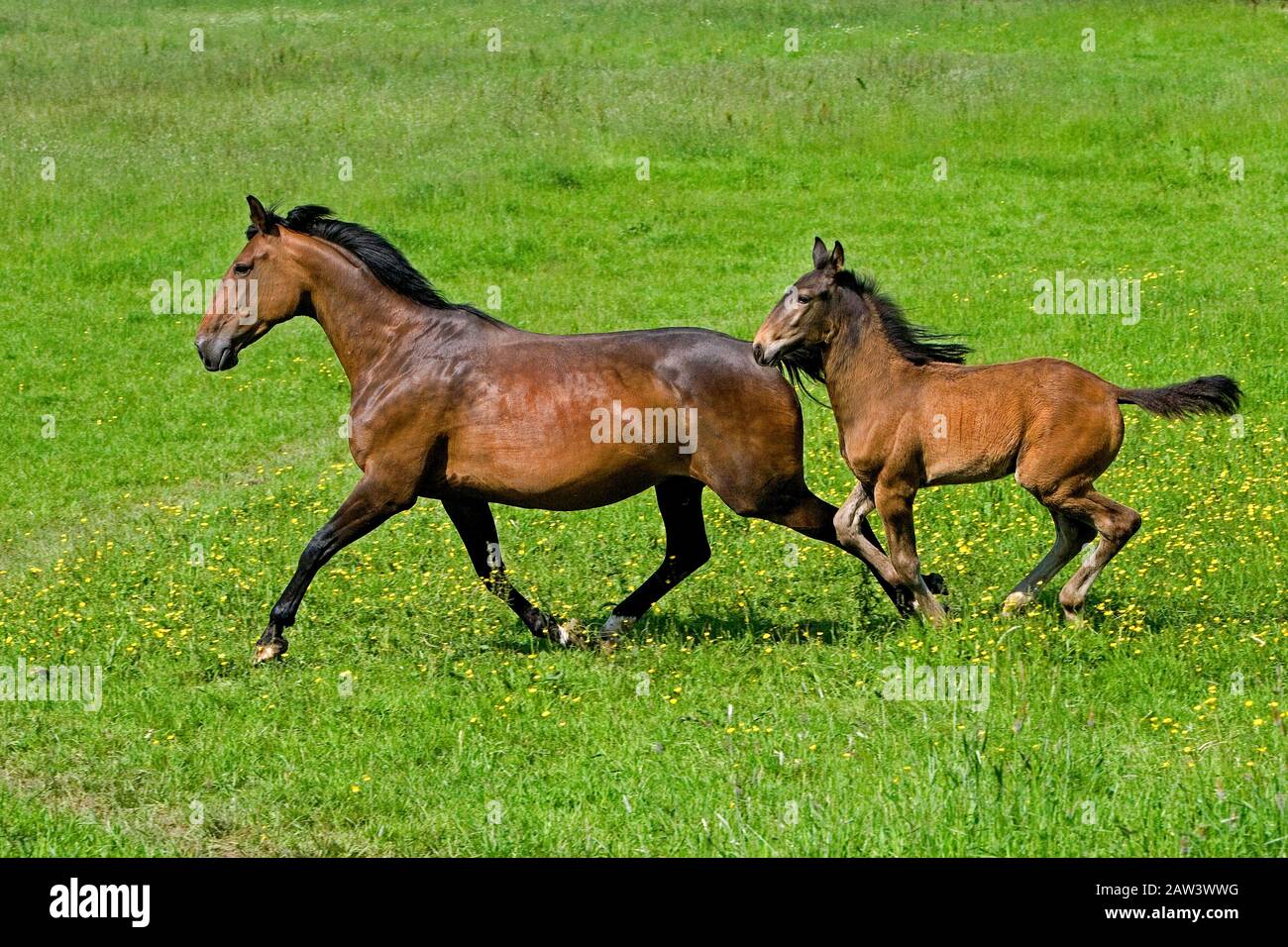 French Trotter Horse, Mare with Foal Trotting through Meadow, Normandy ...