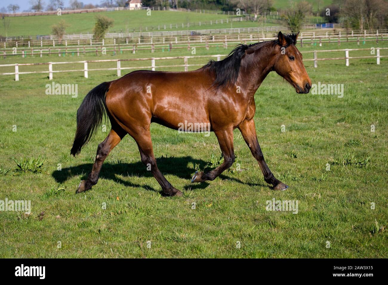 French Trotter Horse, Male standing in Paddock, Normandy Stock Photo ...