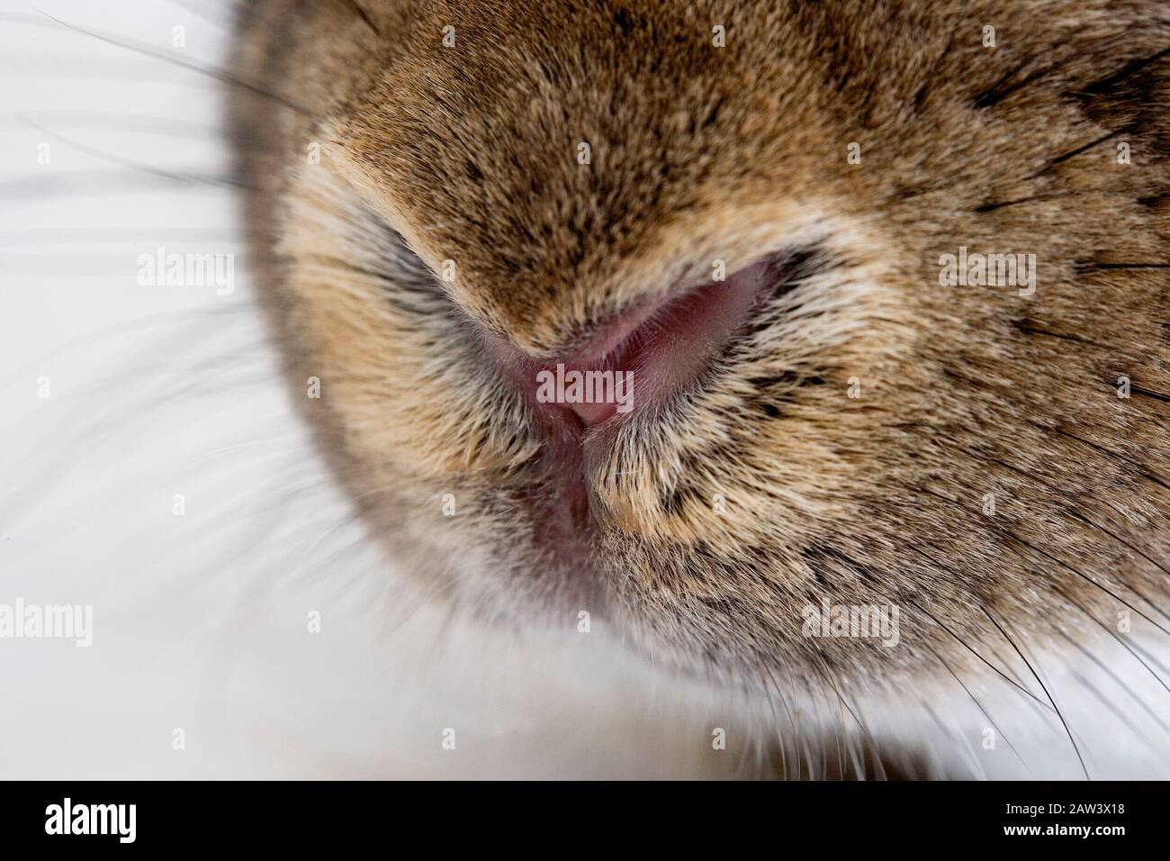 Normandy Domestic Rabbit, Close up of Nose Stock Photo - Alamy