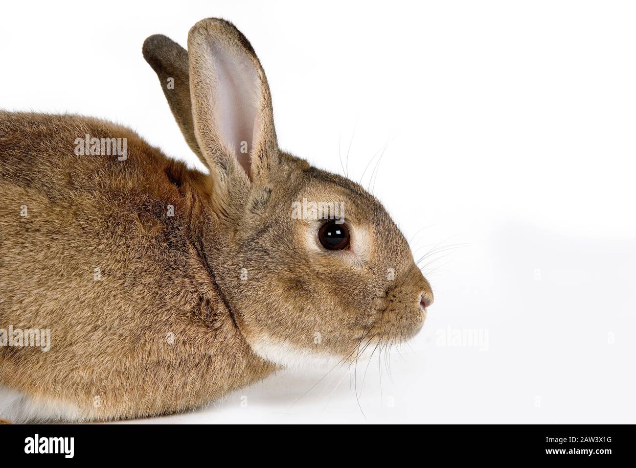 Normandy Domestic Rabbit, Adult standing against White Background Stock ...
