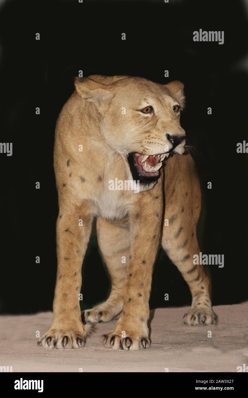 Scimitar Cat, homotherium serum, Sabre-toothed Cat became extinct 10 ...