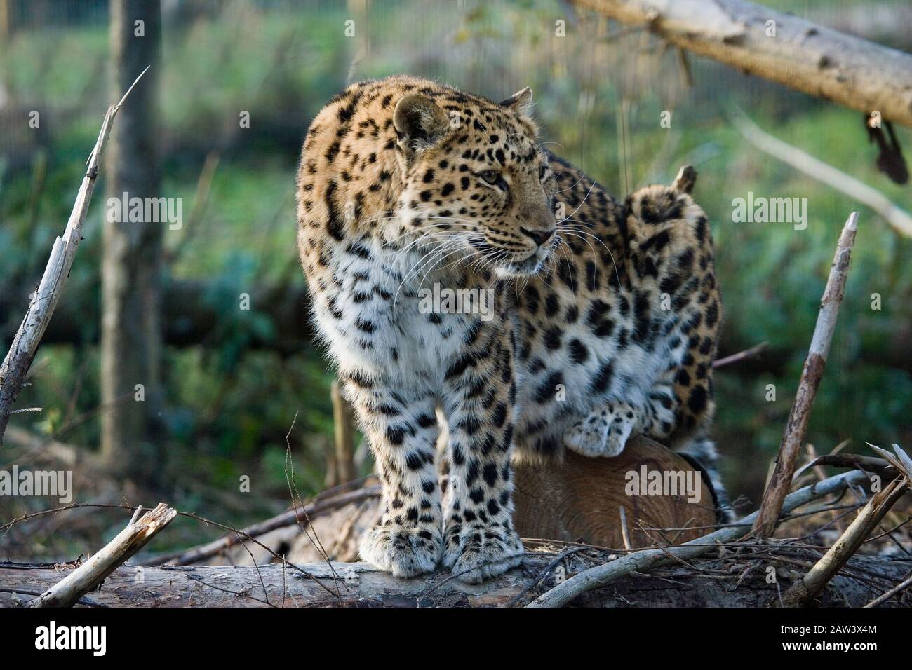 Amur Leopard, panthera pardus orientalis, Adult sitting, looking around ...