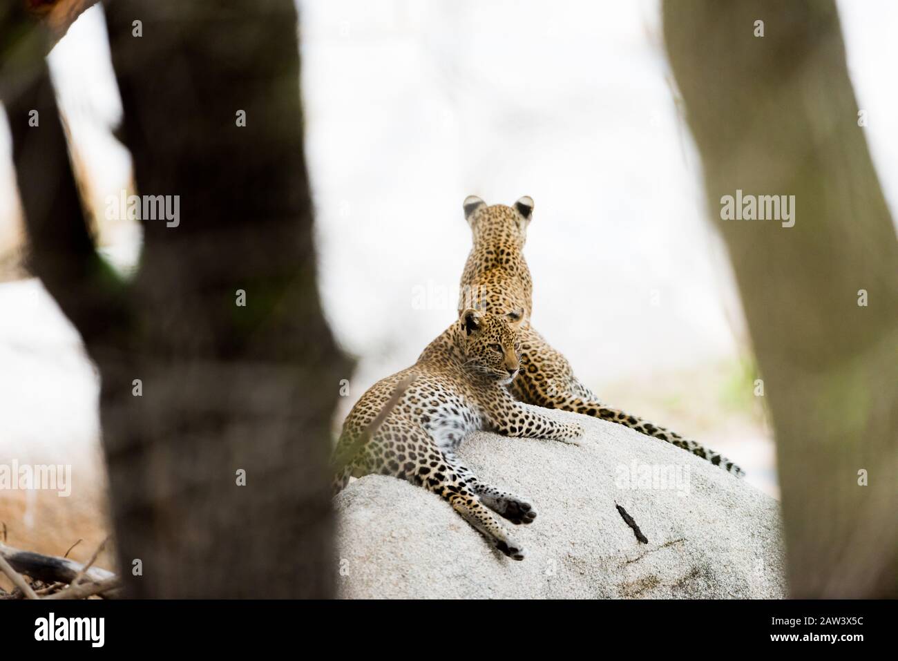 Leopards tail hi-res stock photography and images - Alamy