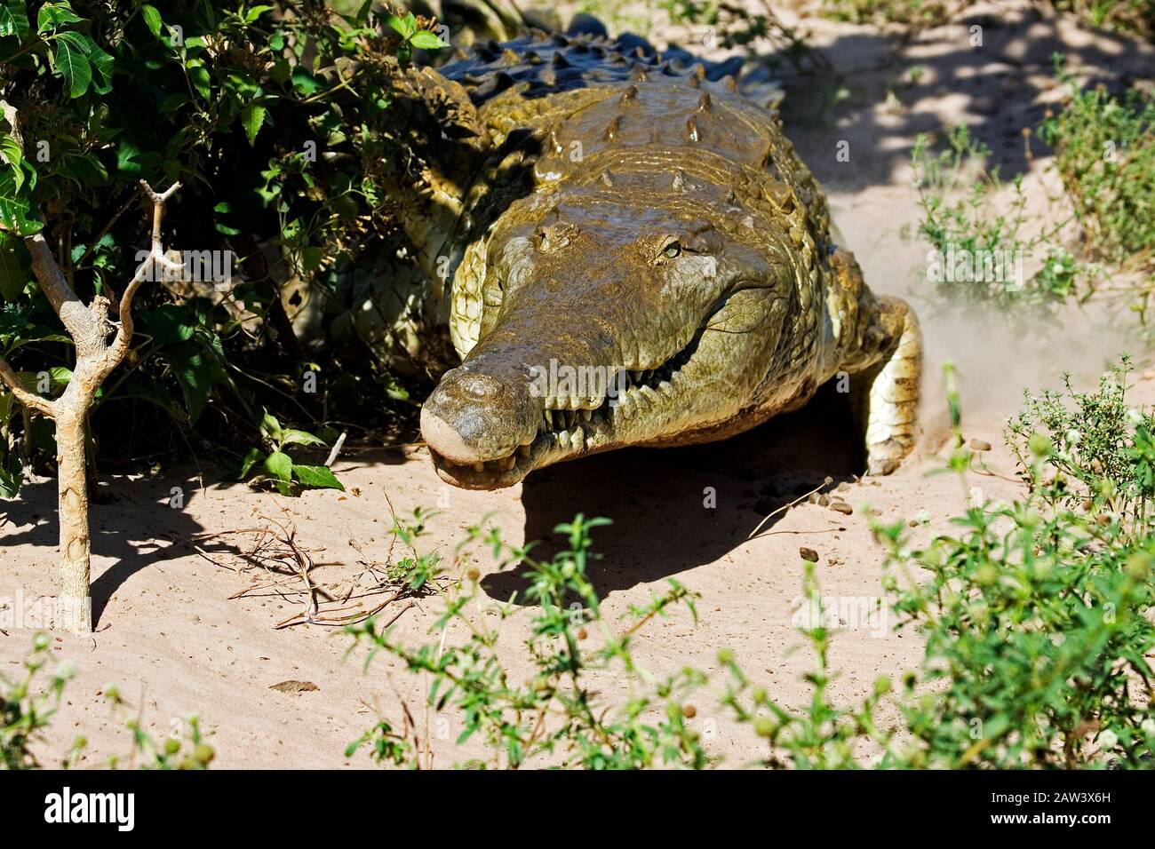 Orinoco Crocodile, crocodylus intermedius, Adult, Los Lianos in ...