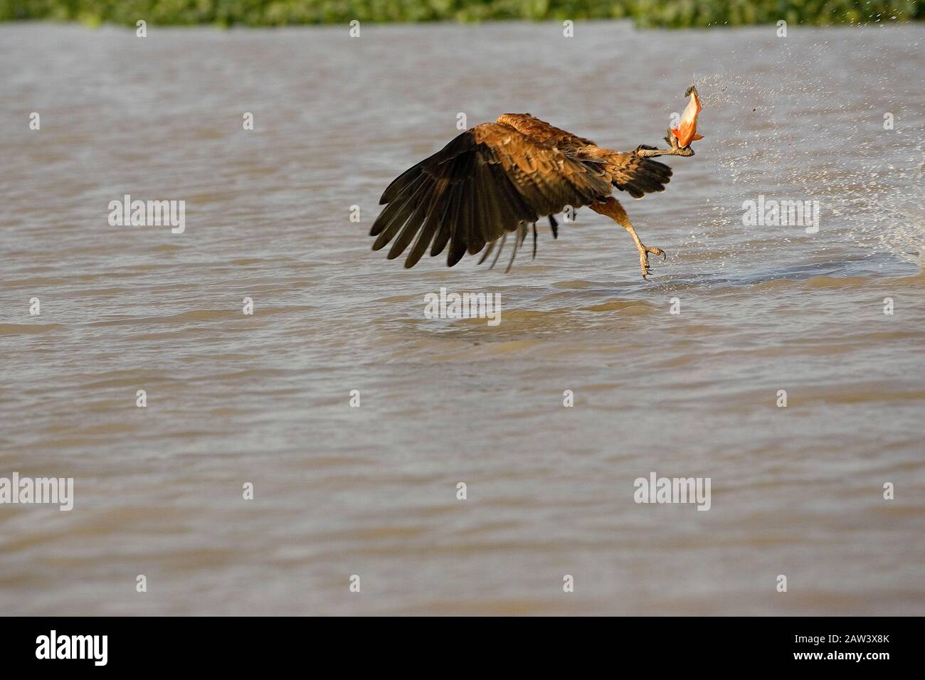 Black-collared Hawk, busarellus nigricollis, Adult in Flight, Fishing ...