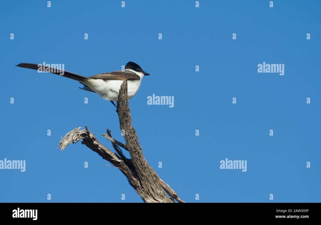 Split tail hi-res stock photography and images - Alamy