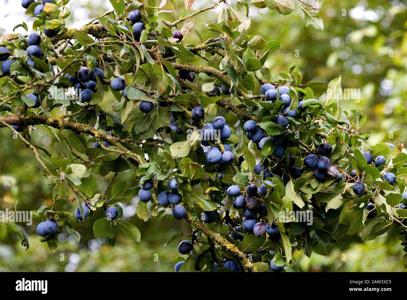 Quetsche hi-res stock photography and images - Alamy