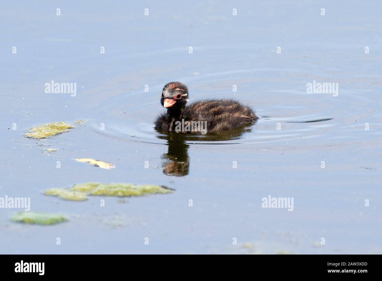 Little Grebe, tachybaptus ruficollis, Chick standing in Water, Pond in ...