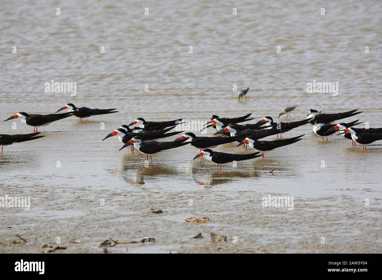 Black Skimmer, rynchops niger, Group standing in Water, Los Lianos in ...