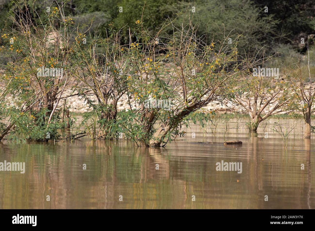Balsa Wood Tree, aeschynomene elaphroxylon, Trees at Baringo Lake in ...