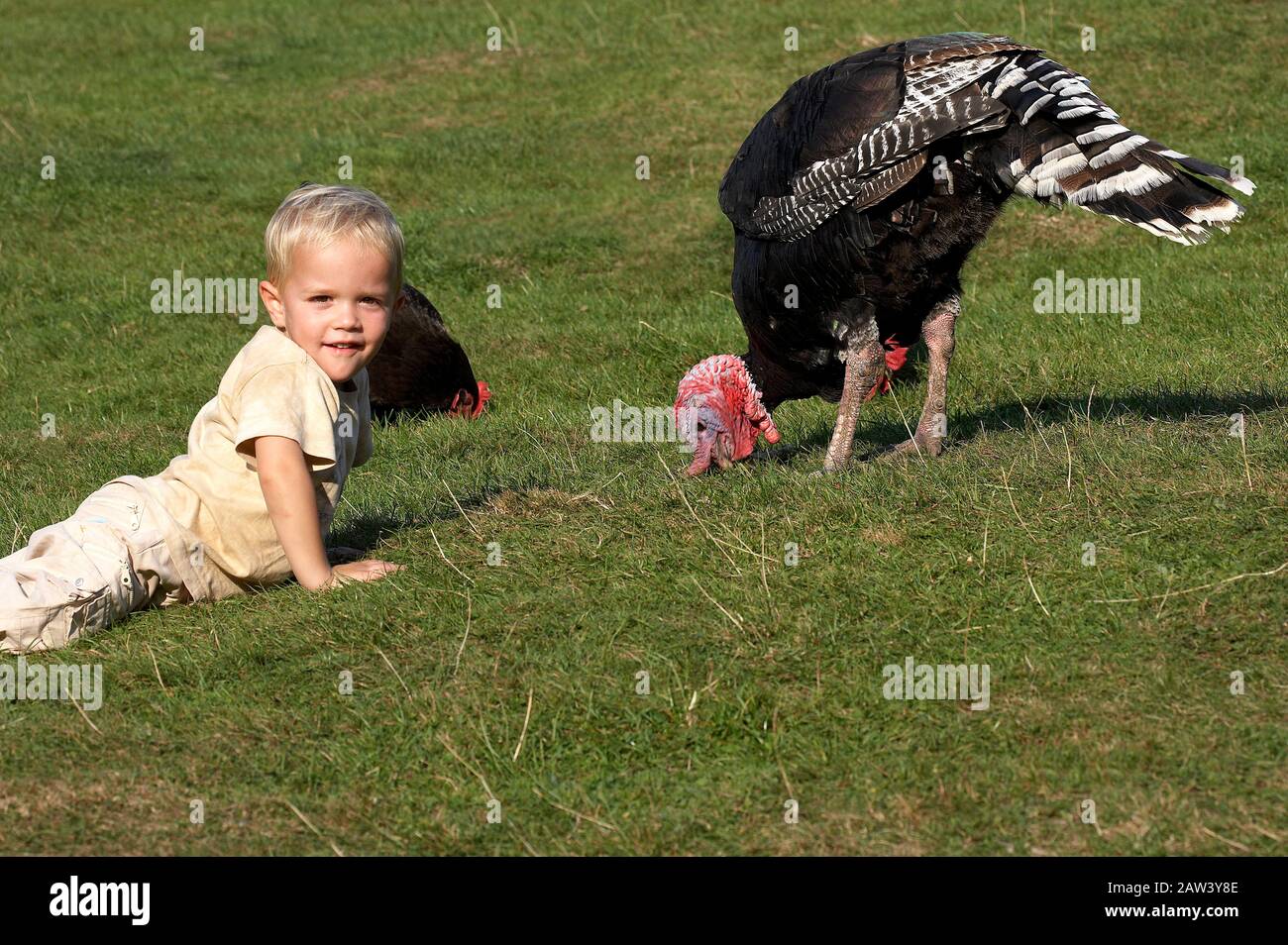 Boy with Male Turkey and Hen, Normandy Stock Photo - Alamy